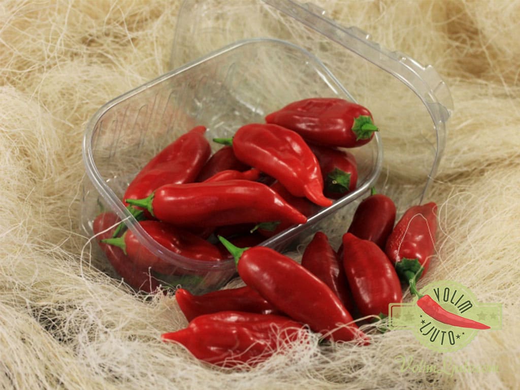 Peruvian Pointer | Volim Ljuto