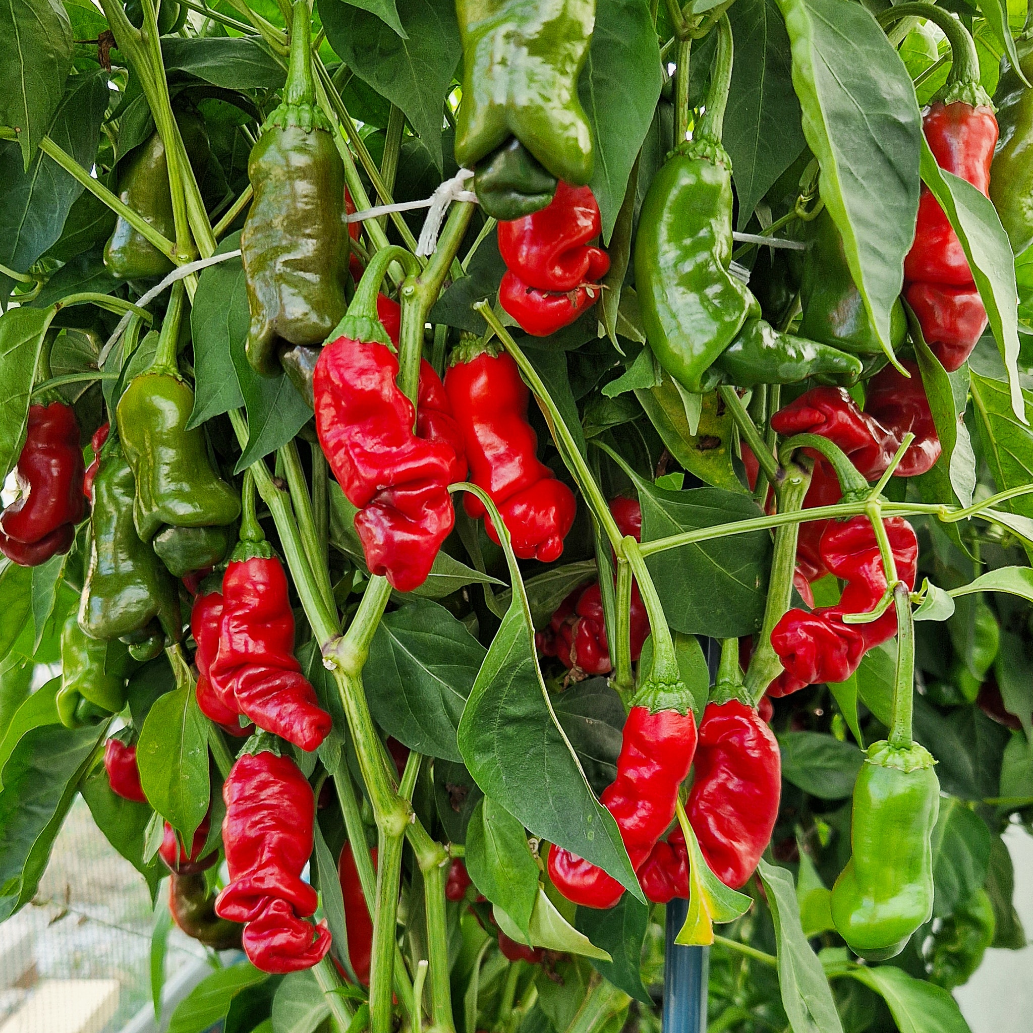 Peter Pepper | Volim Ljuto