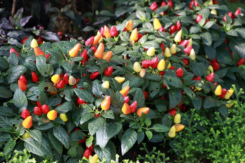 Prairie Fire | Volim Ljuto