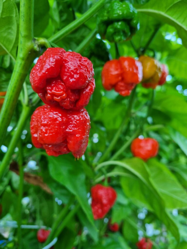 7 Pot Infinity - Sjemenke chili papričica | Volim Ljuto